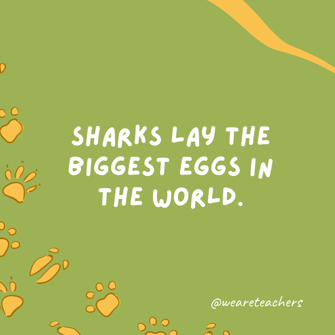 25 Amazing Animal Facts to Share With Your Students - We Are Teachers
