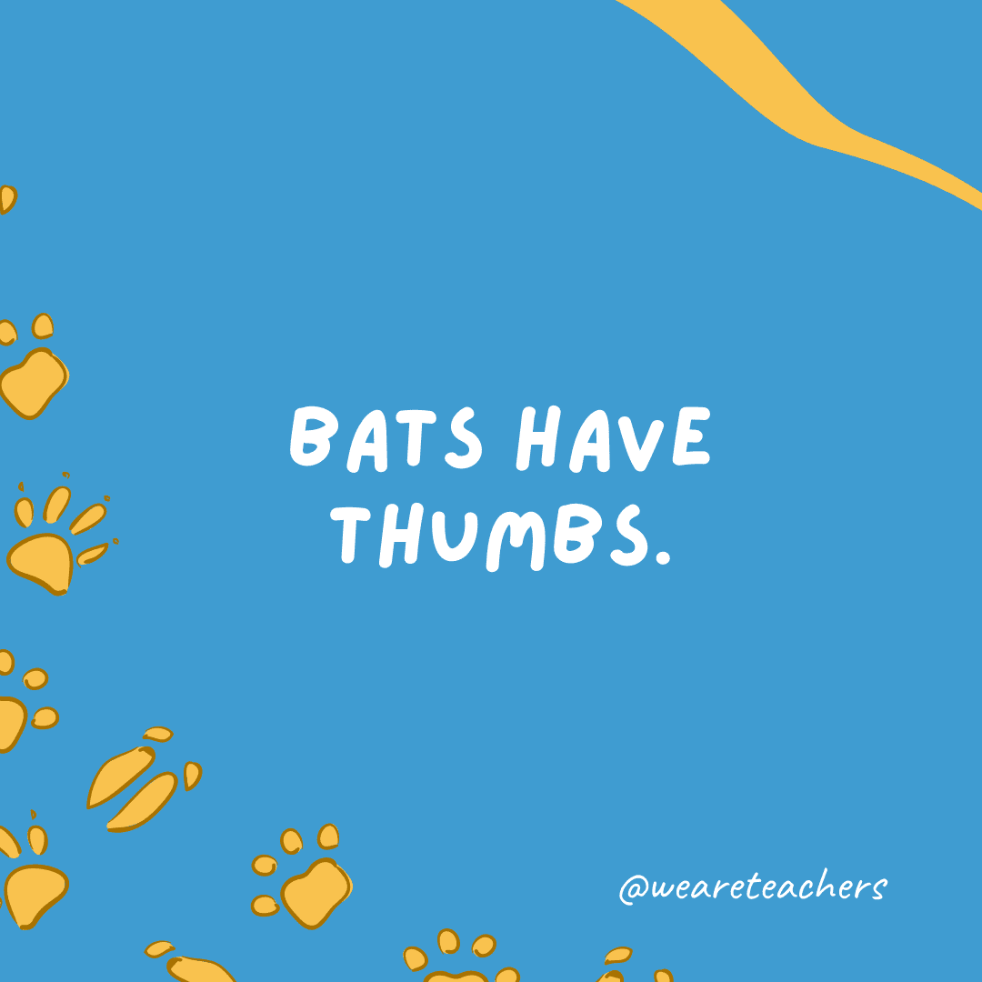 25 Amazing Animal Facts to Share With Your Students - We Are Teachers