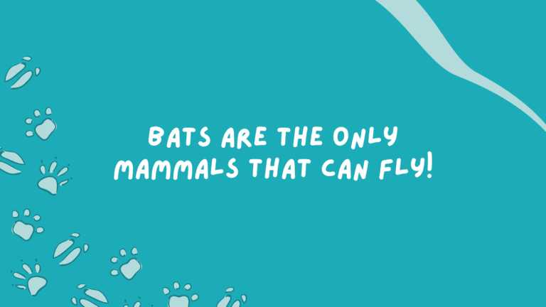 25 Amazing Animal Facts to Share With Your Students - We Are Teachers