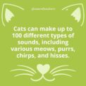 25 Cat Facts for Kids That Are Purrrfect for All Ages