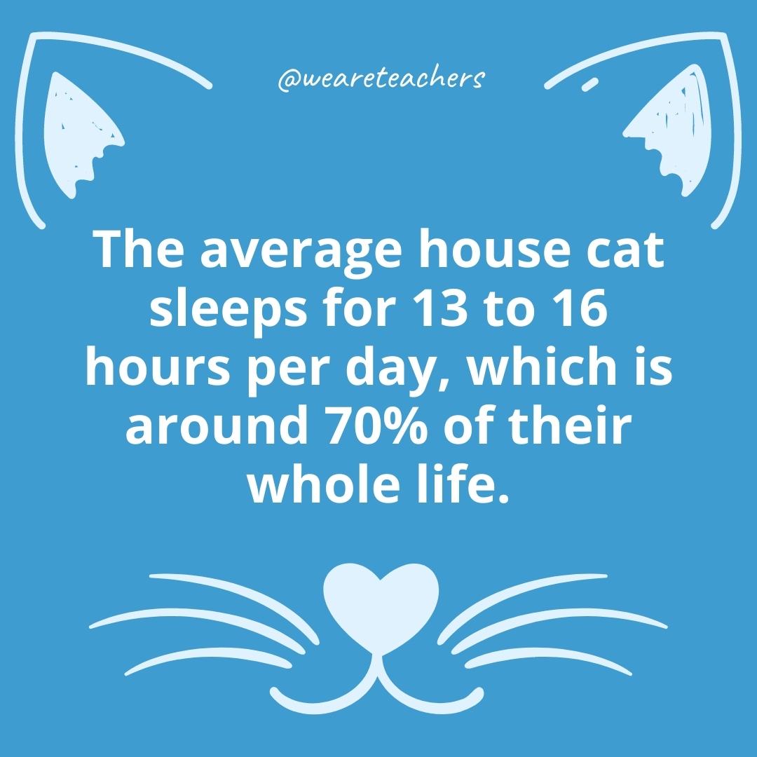 25 Cat Facts for Kids That Are Purrrfect for All Ages
