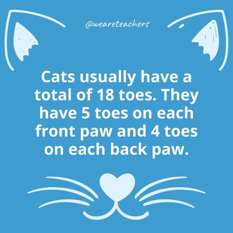 25 Cat Facts for Kids That Are Purrrfect for All Ages