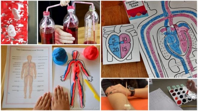 16 Hands-On Heart and Circulatory System Activities For Kids