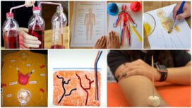 20 Heart and Circulatory System Activities For Kids - WeAreTeachers
