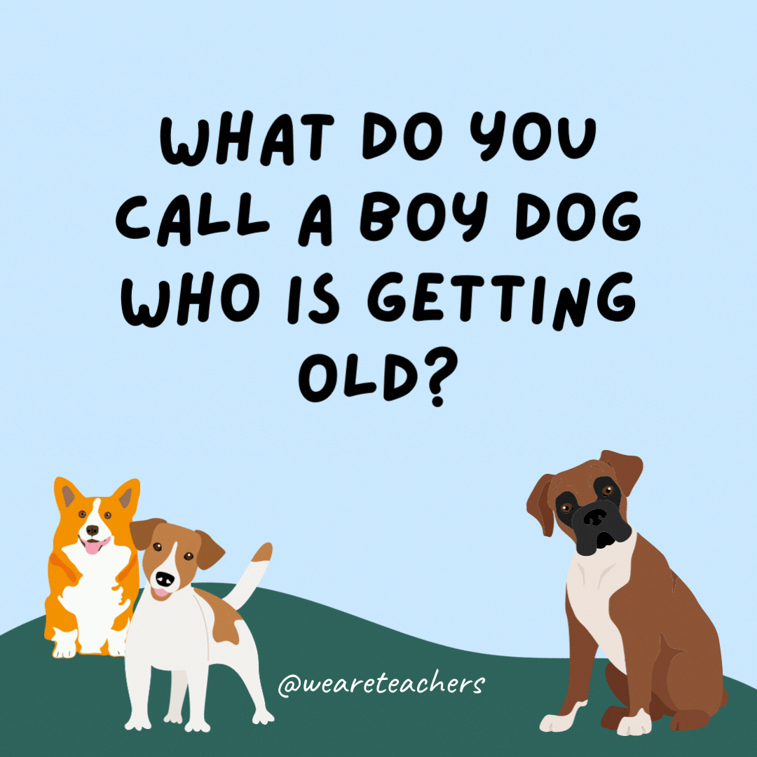 40 Paws itively Hilarious Dog Jokes For Kids WorldNewsEra