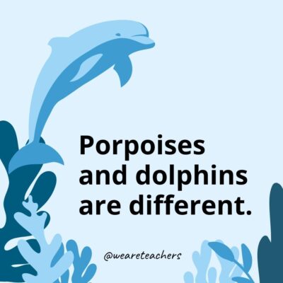 Dolphin Facts for Kids to Share in the Classroom