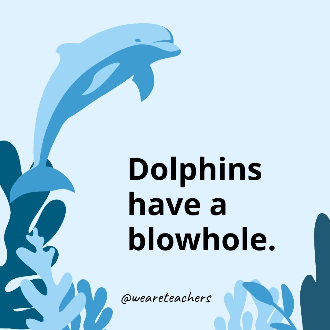 Dolphin Facts for Kids to Share in the Classroom