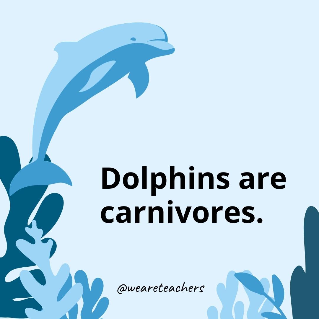 Dolphin Facts for Kids to Share in the Classroom