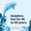 Dolphin Facts for Kids to Share in the Classroom