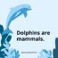Dolphin Facts for Kids to Share in the Classroom