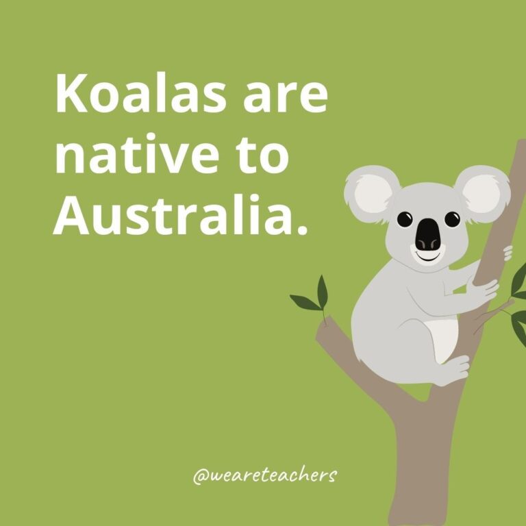 Koala Facts for Kids That Are Perfect for the Classroom and at Home!