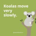 Koala Facts for Kids That Are Perfect for the Classroom and at Home!