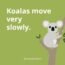Koala Facts for Kids That Are Perfect for the Classroom and at Home!