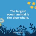 Ocean Facts for Kids to Share in the Classroom and at Home!