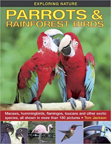 Best Rainforest Books for Kids, As Chosen by Educators