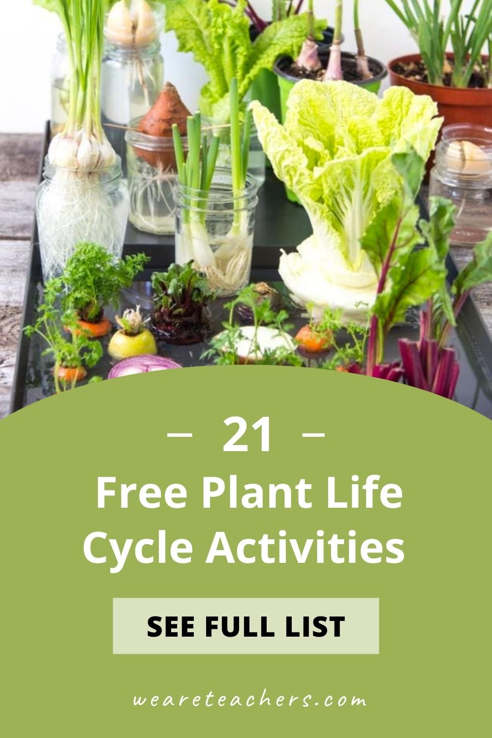 Plant Life Cycle Activities: Free and Creative Teaching Ideas