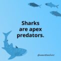 Facts About Sharks for Kids That Will Fascinate Your Students