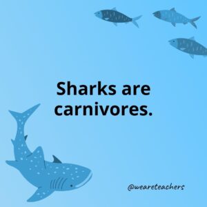 Facts About Sharks for Kids That Will Fascinate Your Students