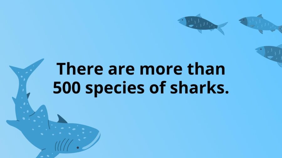 Facts About Sharks for Kids That Will Fascinate Your Students
