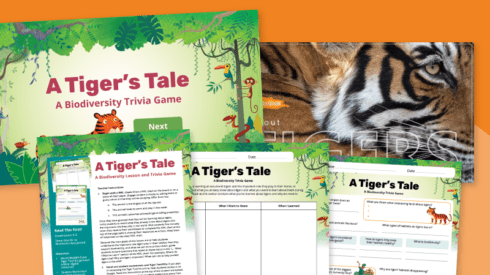 Your Students Will Love This Free Wild Tiger Lesson and Trivia Game