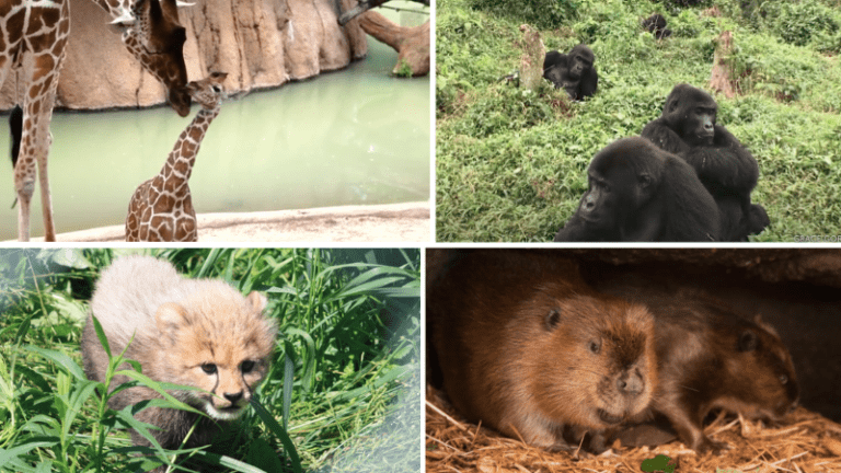 Best Zoo Virtual Field Trips for Kids, Families, and Classrooms