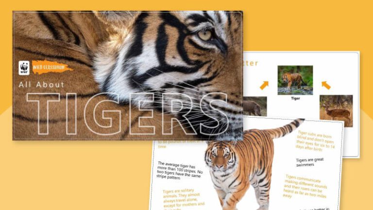 Your Students Will Love This Free Wild Tiger Lesson and Trivia Game