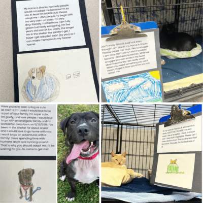 This Class Teamed Up With an Animal Shelter for Persuasive Writing