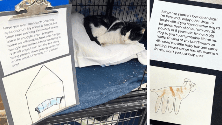this-class-teamed-up-with-an-animal-shelter-for-persuasive-writing