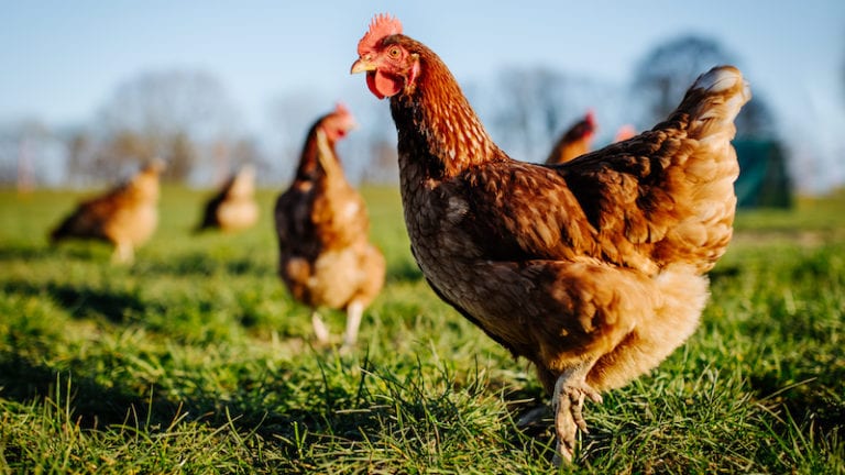 Check Out Our Favorite Educational Farm Videos for Kids