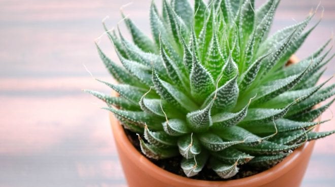 5 of the Best Classroom Plants (Even if You Have a Black Thumb)