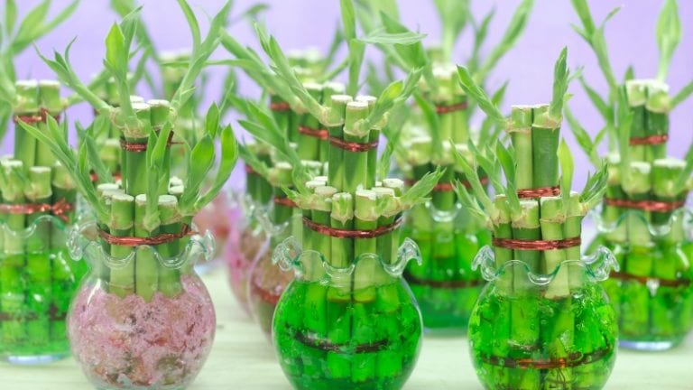 5 of the Best Classroom Plants (Even if You Have a Black Thumb)