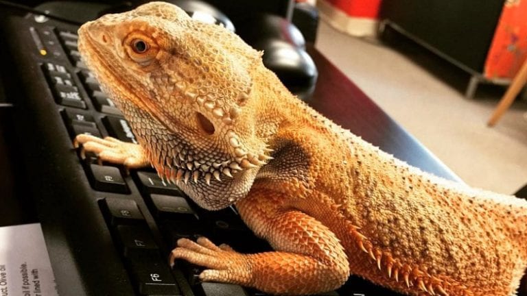 38 Classroom Pets You'll Want to Take Home - We Are Teachers