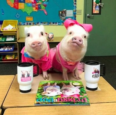 This Teacher Takes Two Pigs to Her Classroom Every Single Day