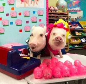 This Teacher Takes Two Pigs to Her Classroom Every Single Day